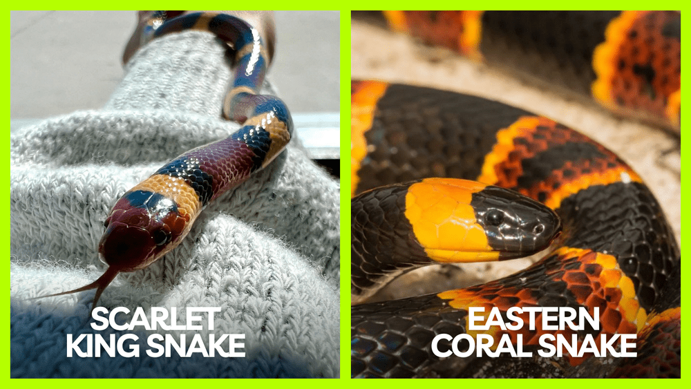 Snakes! Why Did It Have to Be Snakes! — Tampa Bay Watch Discovery Center