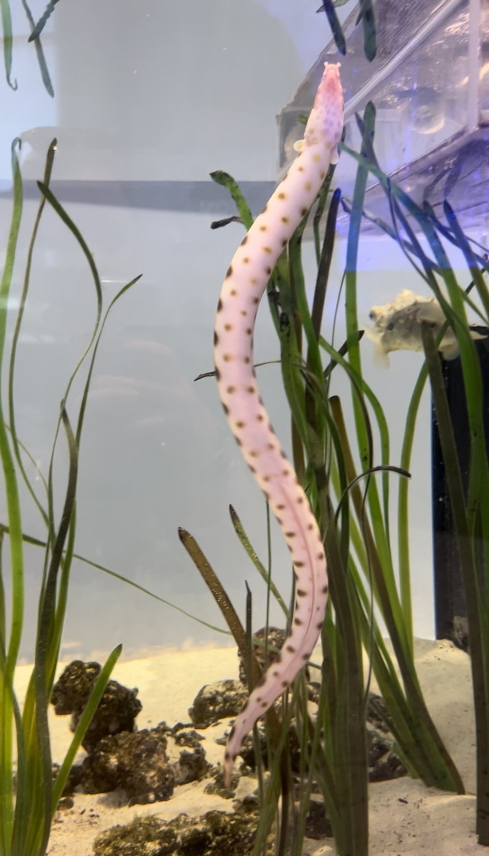 The Eel-usive Gold-Spotted Snake Eel — Tampa Bay Watch Discovery Center