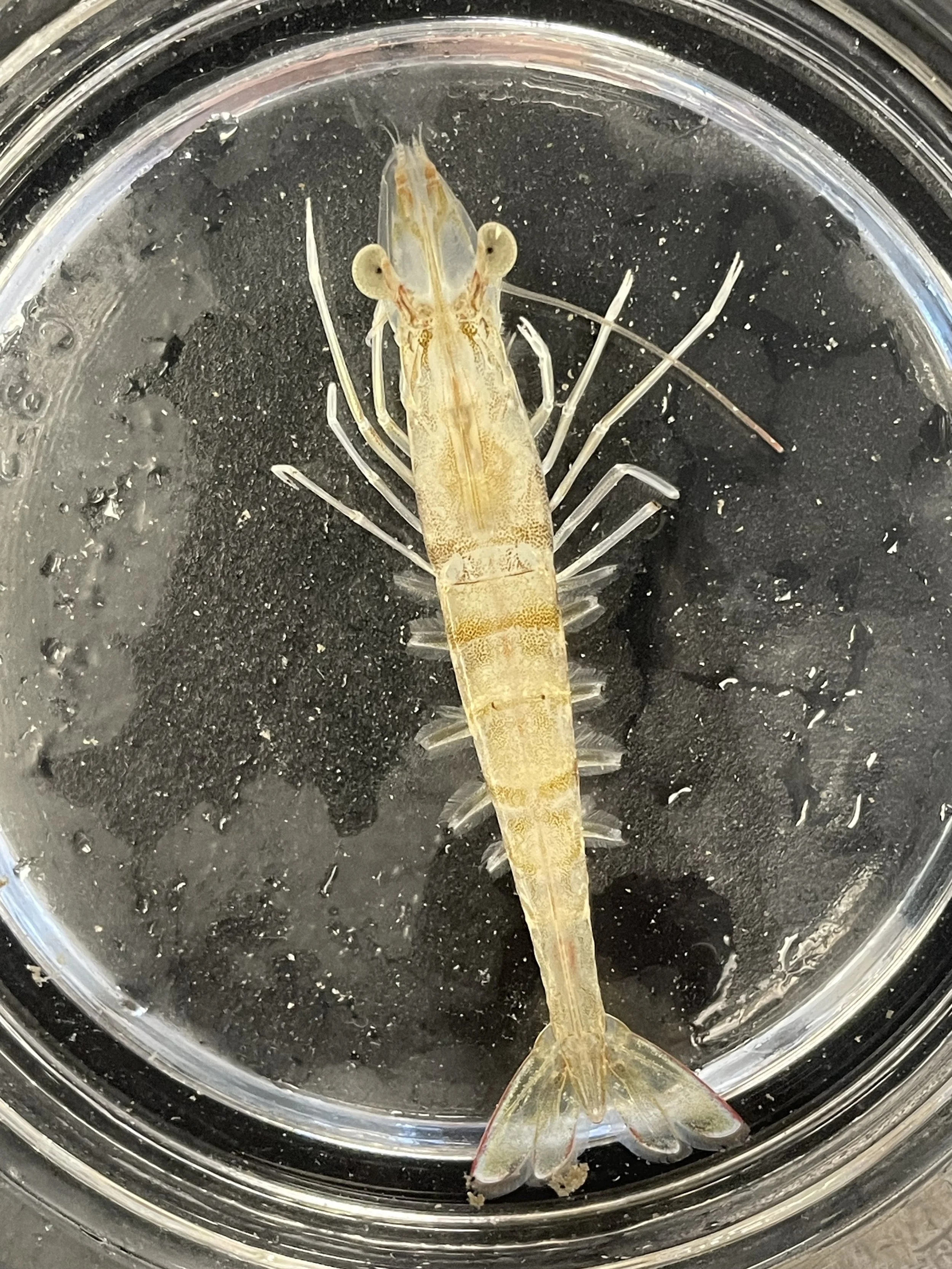 Shrimply Science: A Look at the Superb Pink Shrimp — Tampa Bay Watch ...