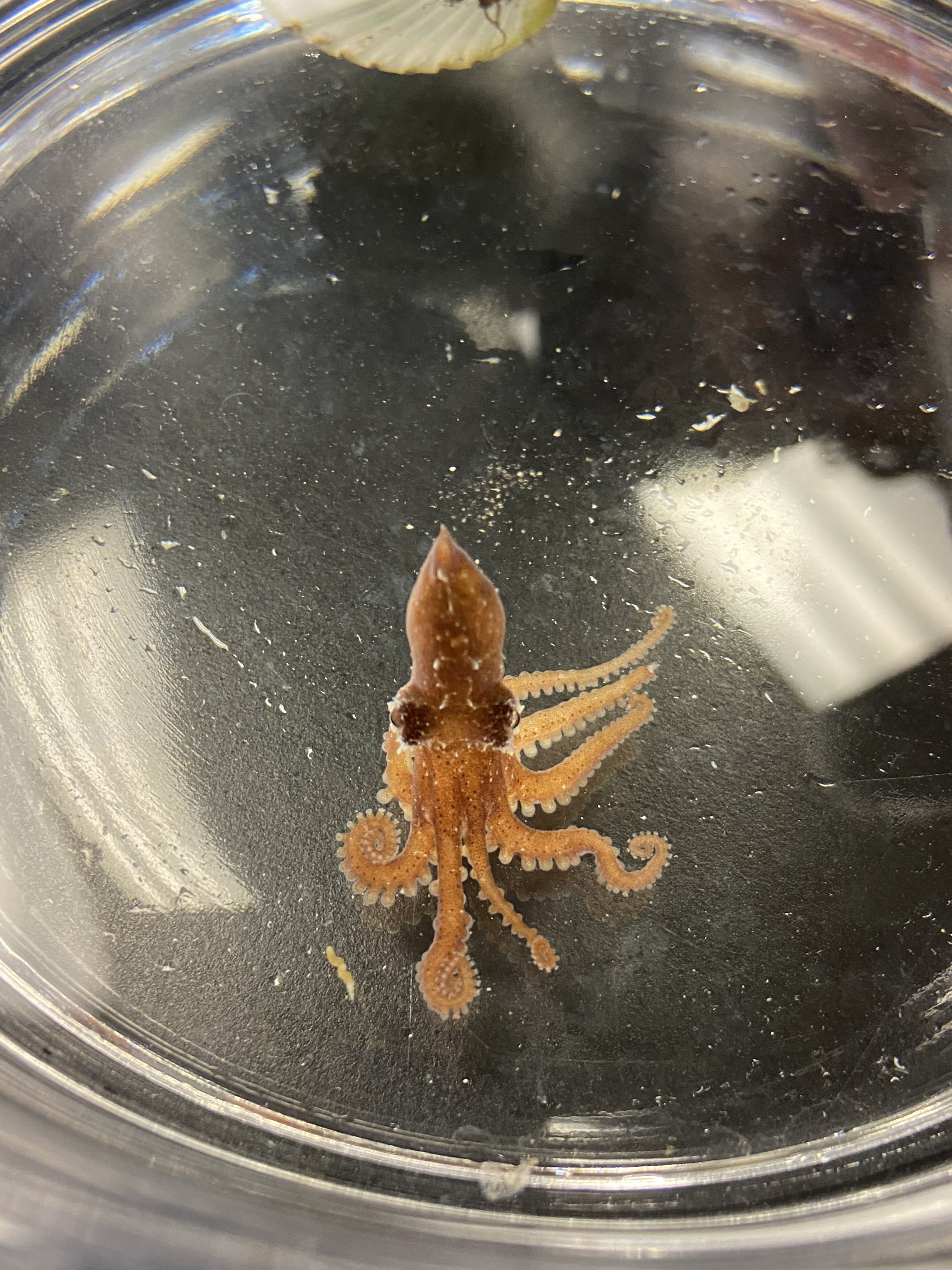 The Common Octopus: A Global Master of Disguise — Tampa Bay Watch ...