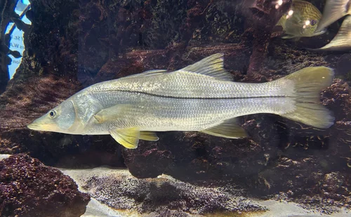 Spare That Snook: The Common Snook and Relevant Regulations — Tampa Bay ...