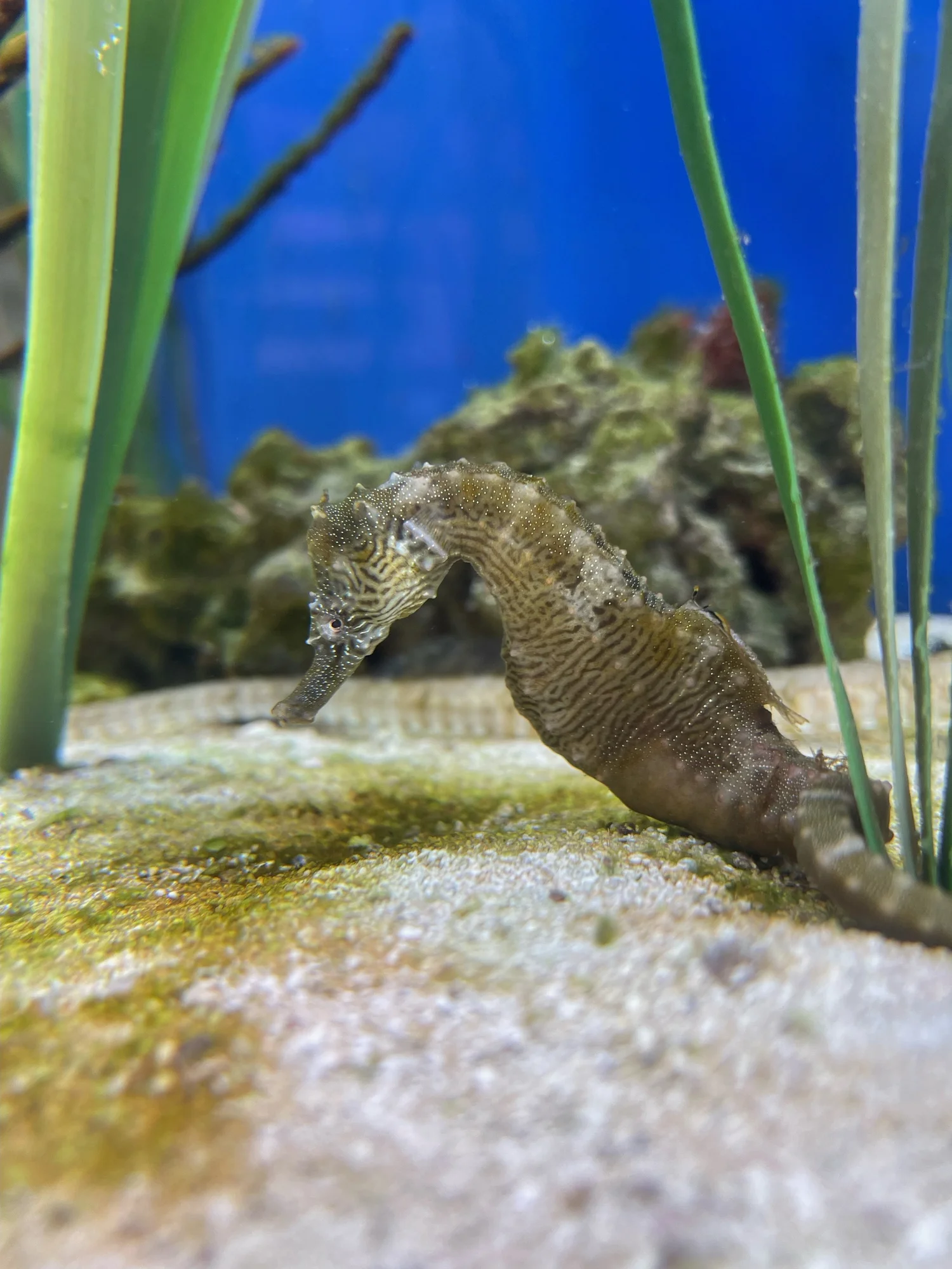 No Horsing Around: Seahorses and Their Critical Role in the Ecosystem ...