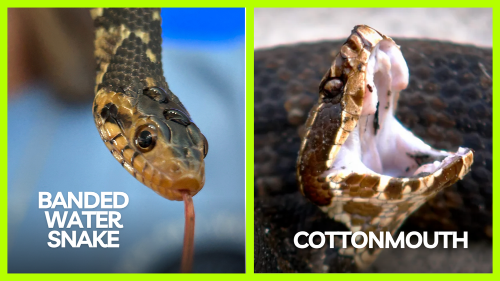 Snakes! Why Did It Have to Be Snakes! — Tampa Bay Watch Discovery Center