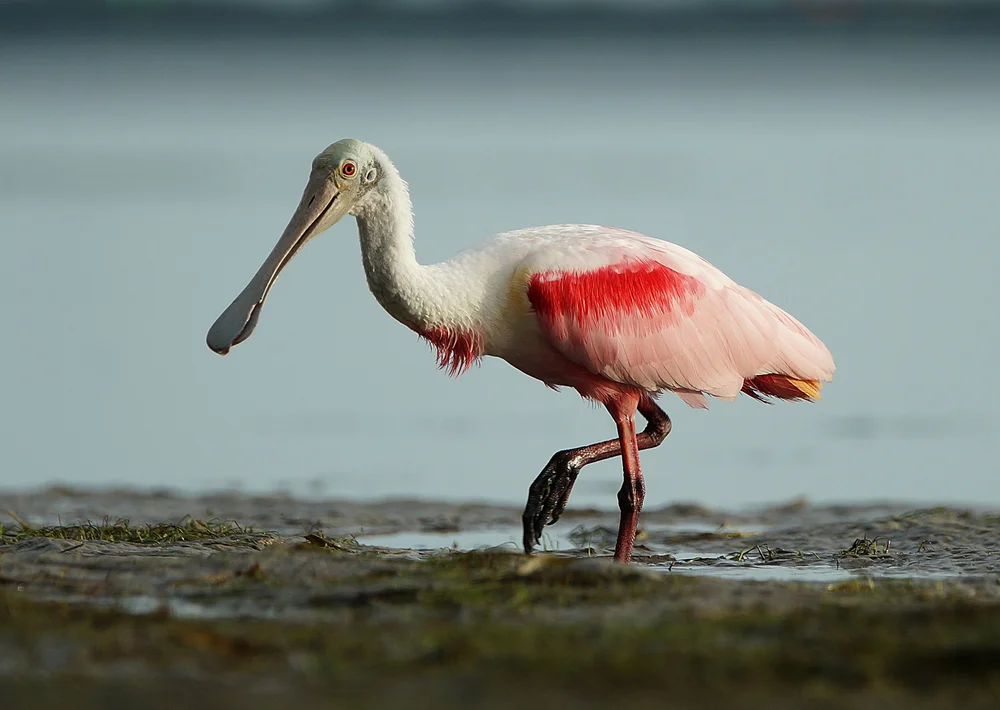 Our Favorite Pink Bird: The Roseate Spoonbill — Tampa Bay Watch ...