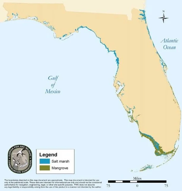 Magnificent Mangroves: How Mangroves Protect Our Coasts — Tampa Bay ...