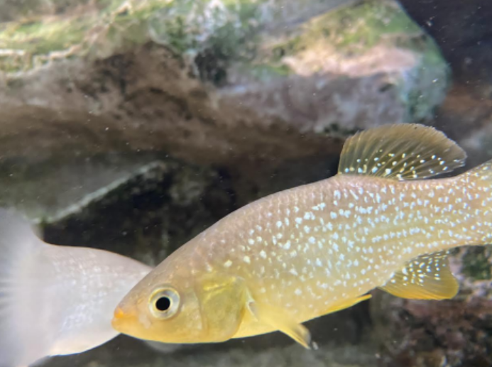 The King of Tampa Bay’s Killifish — Tampa Bay Watch Discovery Center