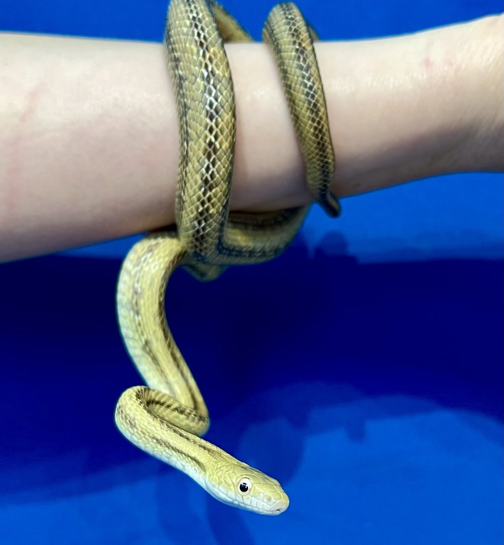 Snakes! Why Did It Have to Be Snakes! — Tampa Bay Watch Discovery Center