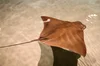The Cownose Ray in Our Bay — Tampa Bay Watch Discovery Center