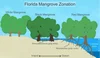 Magnificent Mangroves: How Mangroves Protect Our Coasts — Tampa Bay ...