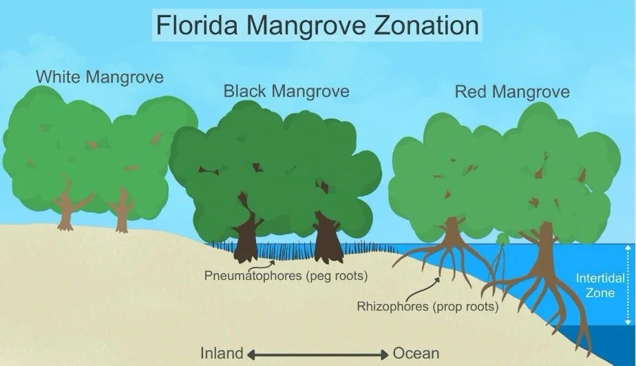 Magnificent Mangroves: How Mangroves Protect Our Coasts — Tampa Bay ...