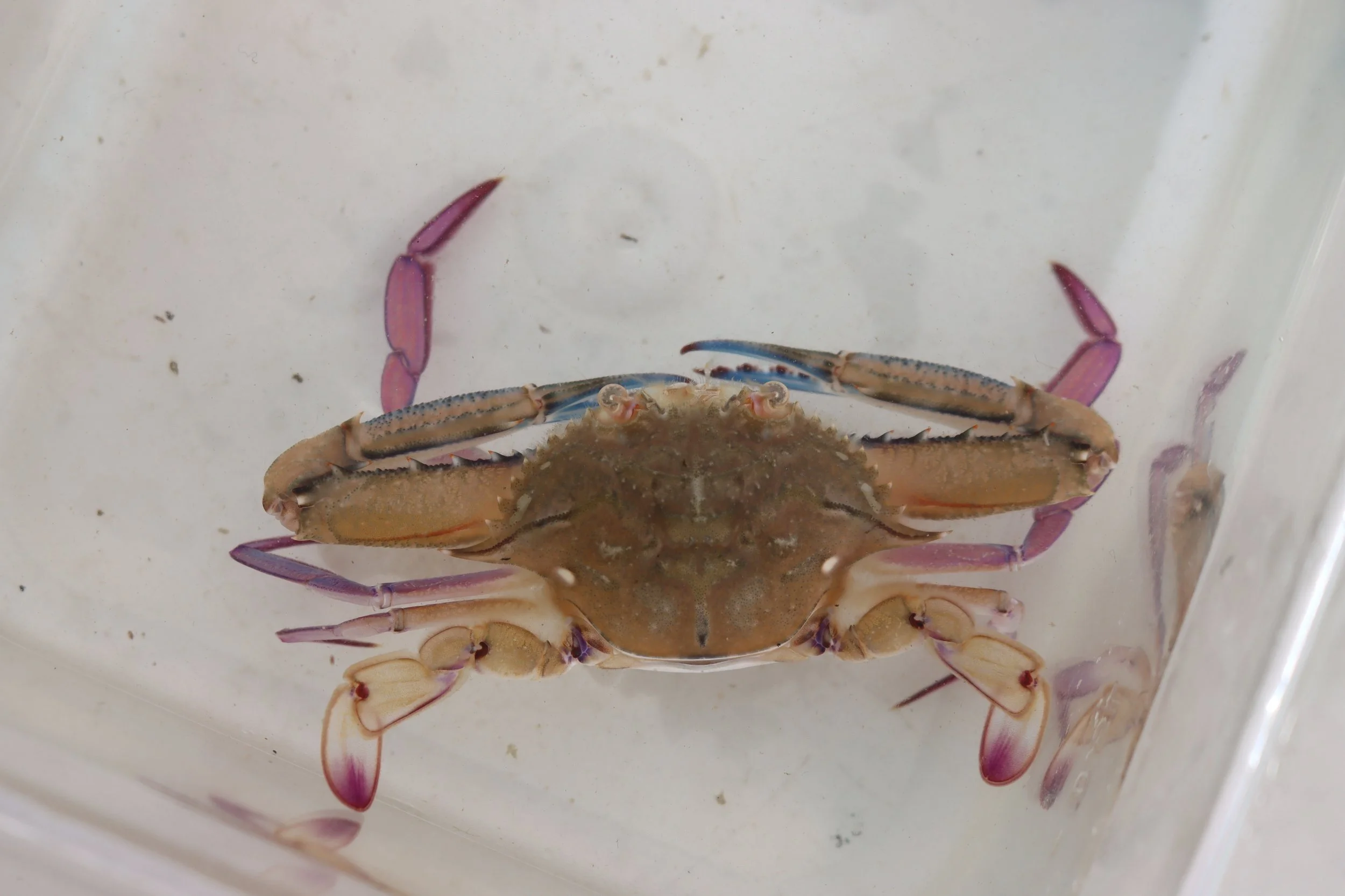 Marine Science Programs — Tampa Bay Watch Discovery Center