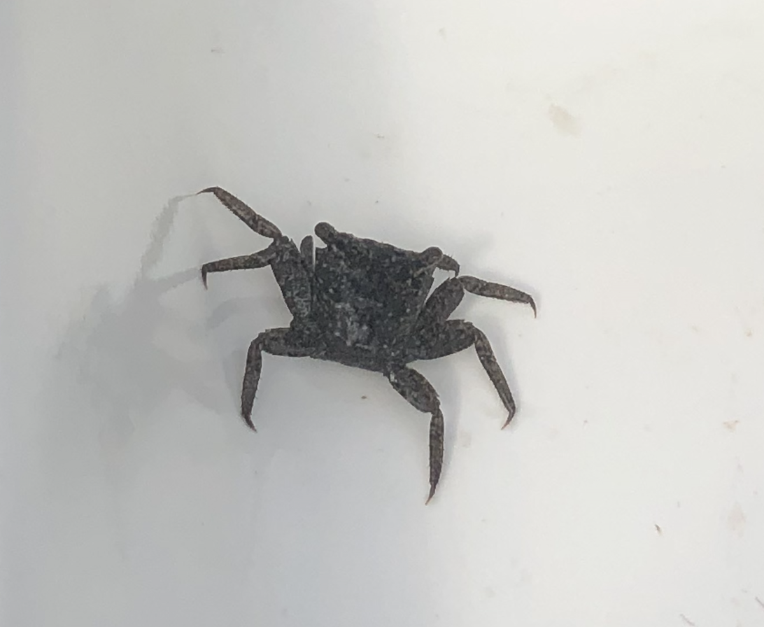 Aratus pisonii, Mangrove Manager — Tampa Bay Watch Discovery Center