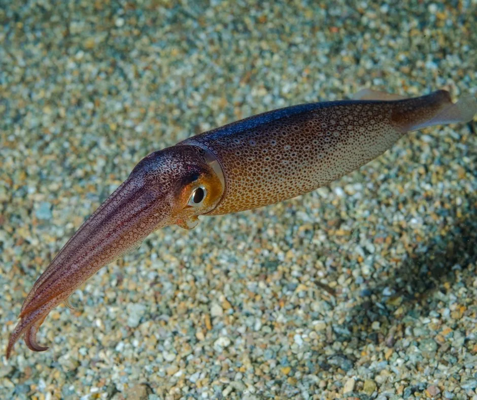 Marine Science Programs — Tampa Bay Watch Discovery Center