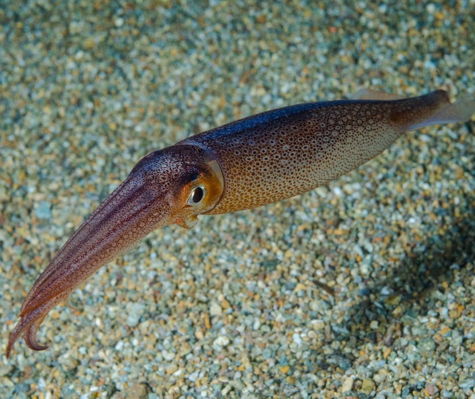 Marine Science Programs — Tampa Bay Watch Discovery Center