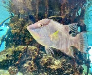 Hogging the Limelight: The Hogfish — Tampa Bay Watch Discovery Center