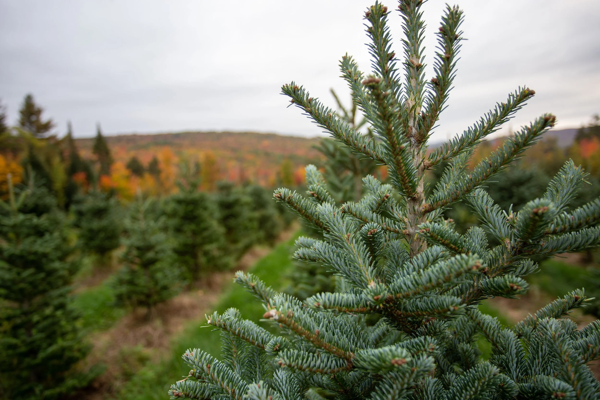 South Farm Christmas Trees | Discover and Enjoy Holidays
