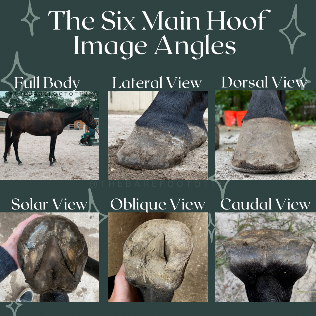 Documenting the Hoof — EquiLogic Horse Care