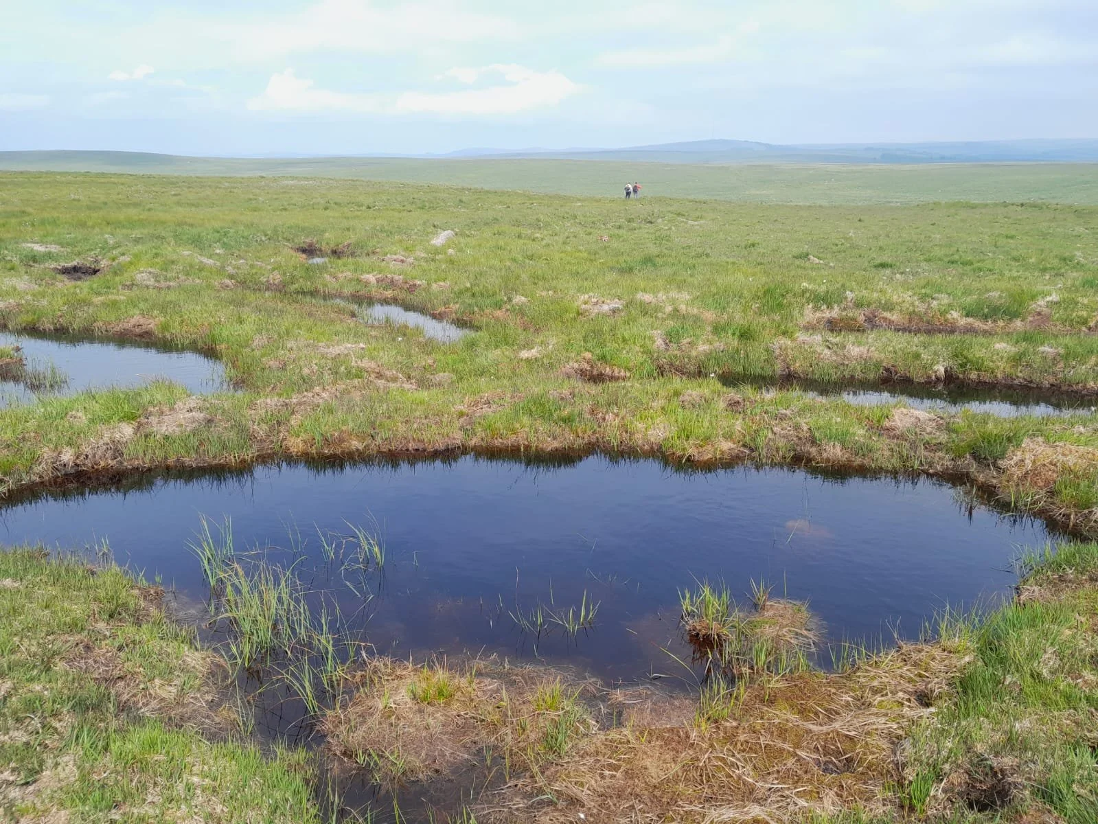 Great Gnats Head in photos — South West Peatland Partnership
