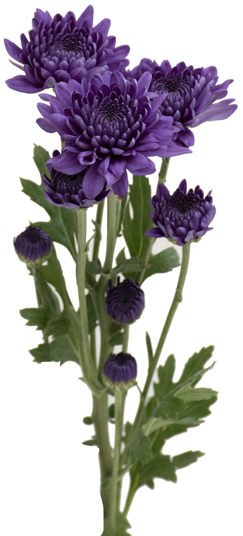 Coral — Florigene Flowers