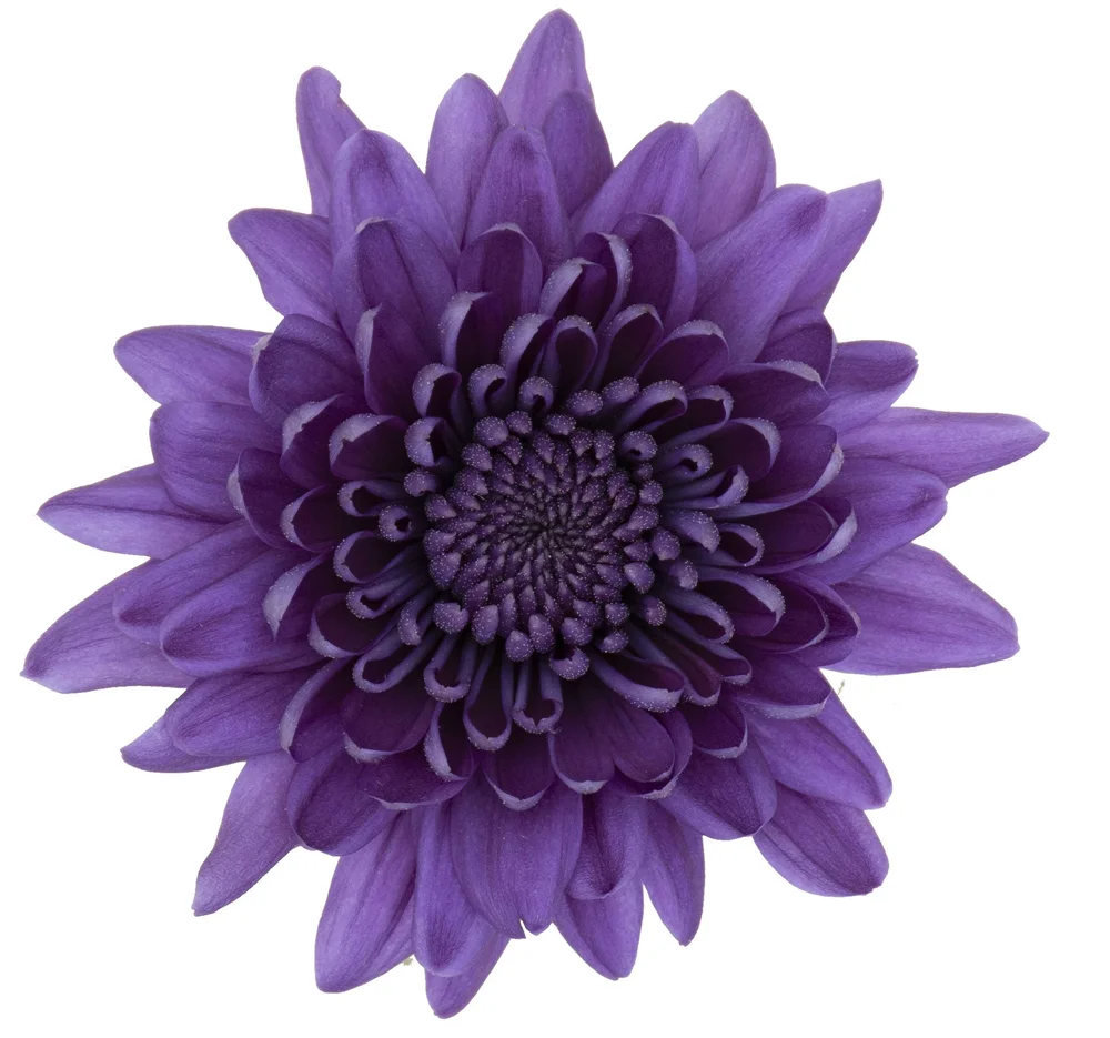 Coral — Florigene Flowers