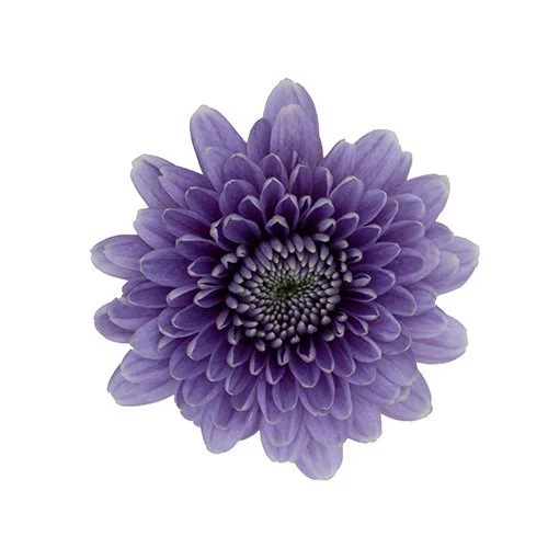 Jade — Florigene Flowers