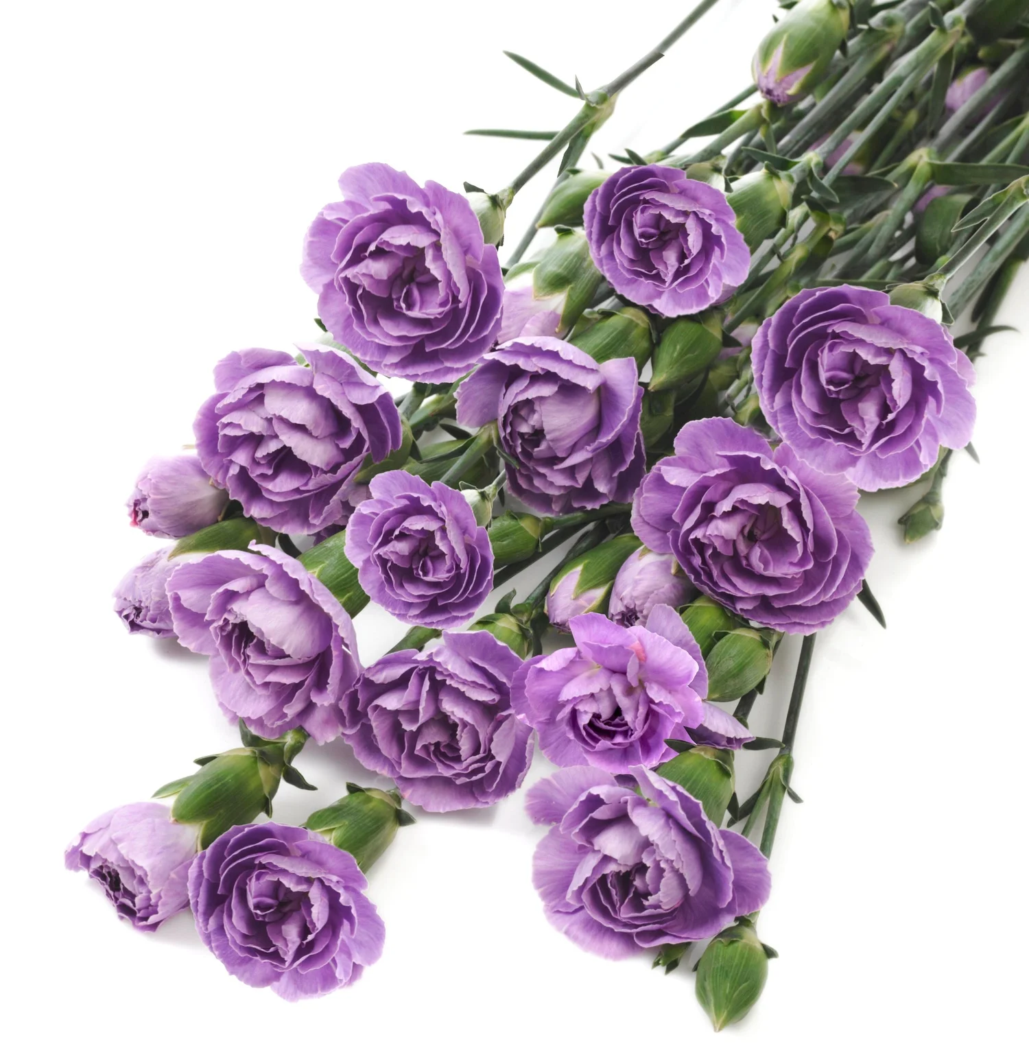 Mooncarnations — Florigene Flowers