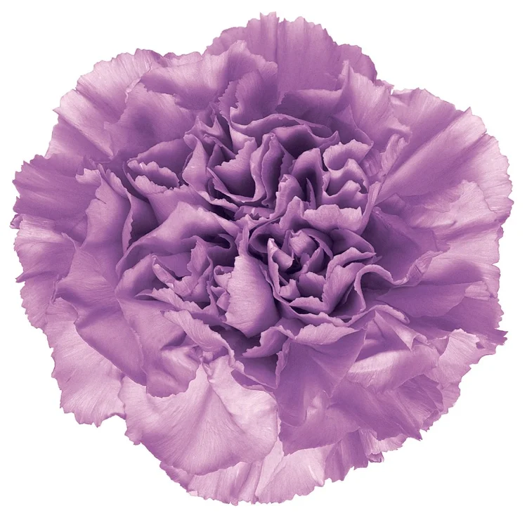 Moonlite® — Florigene Flowers