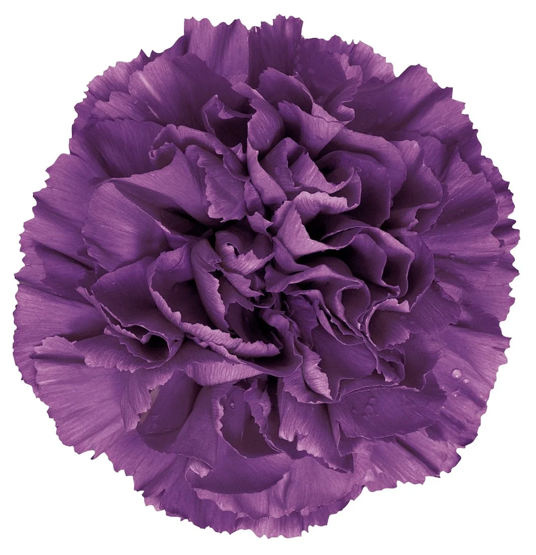 Moonshade® — Florigene Flowers
