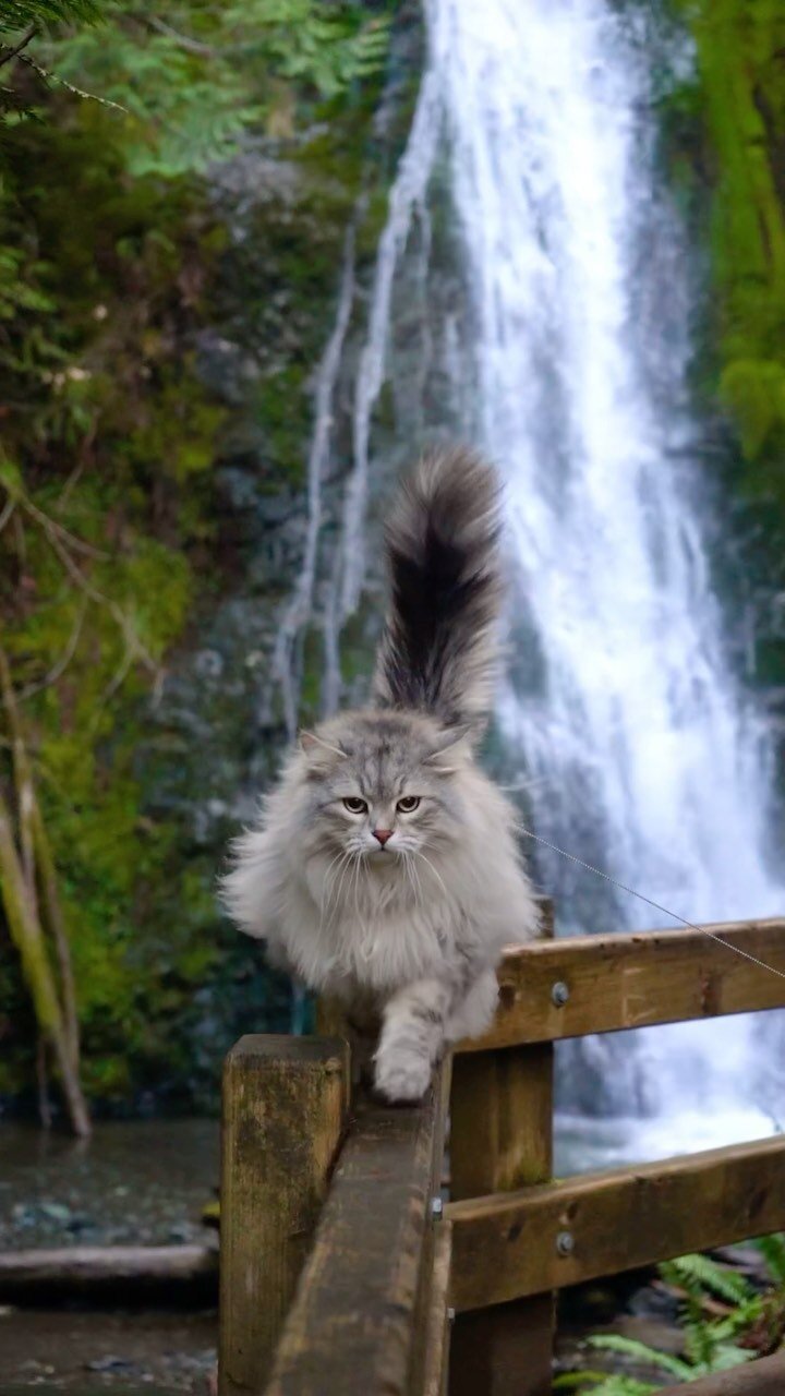 Siberian Reinhardt - Travel Cat