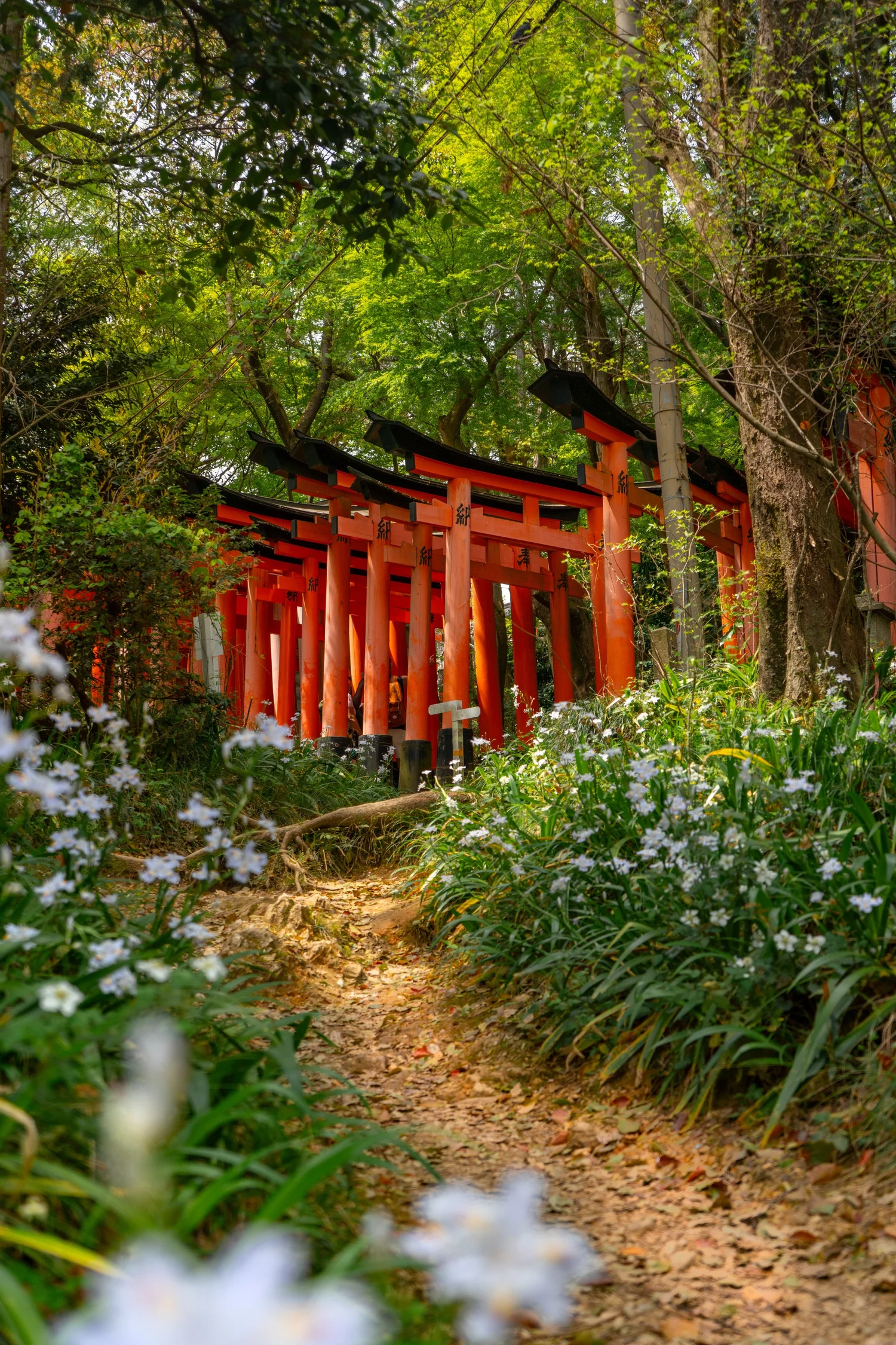 The “Secret” Bamboo Trail at Fushimi Inari Taisha: A Tourist-Free ...
