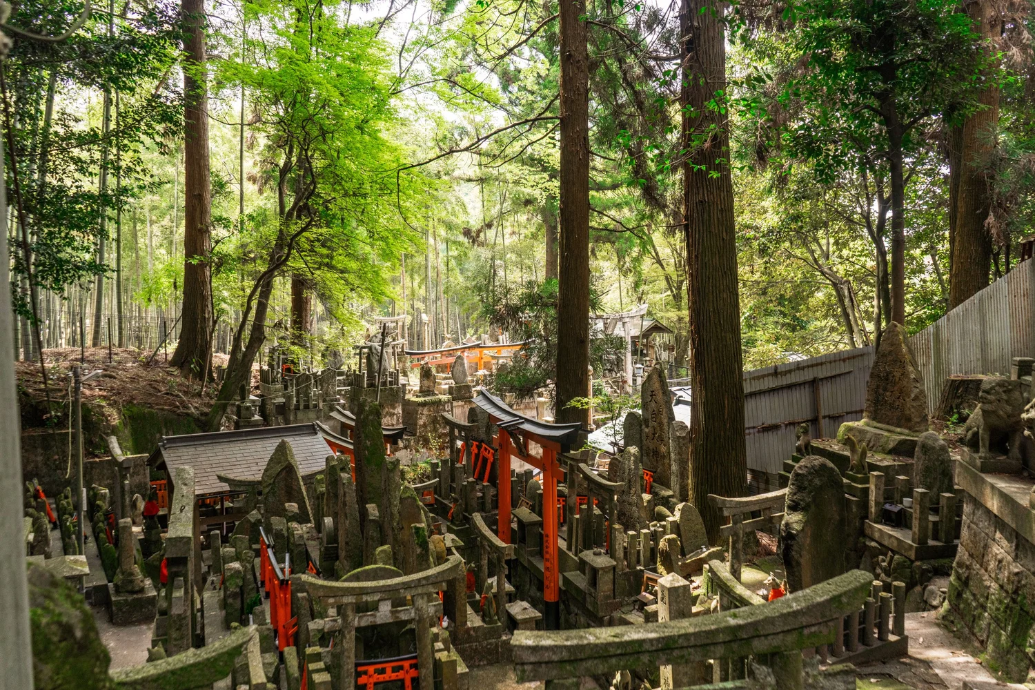 The “Secret” Bamboo Trail at Fushimi Inari Taisha: A Tourist-Free ...