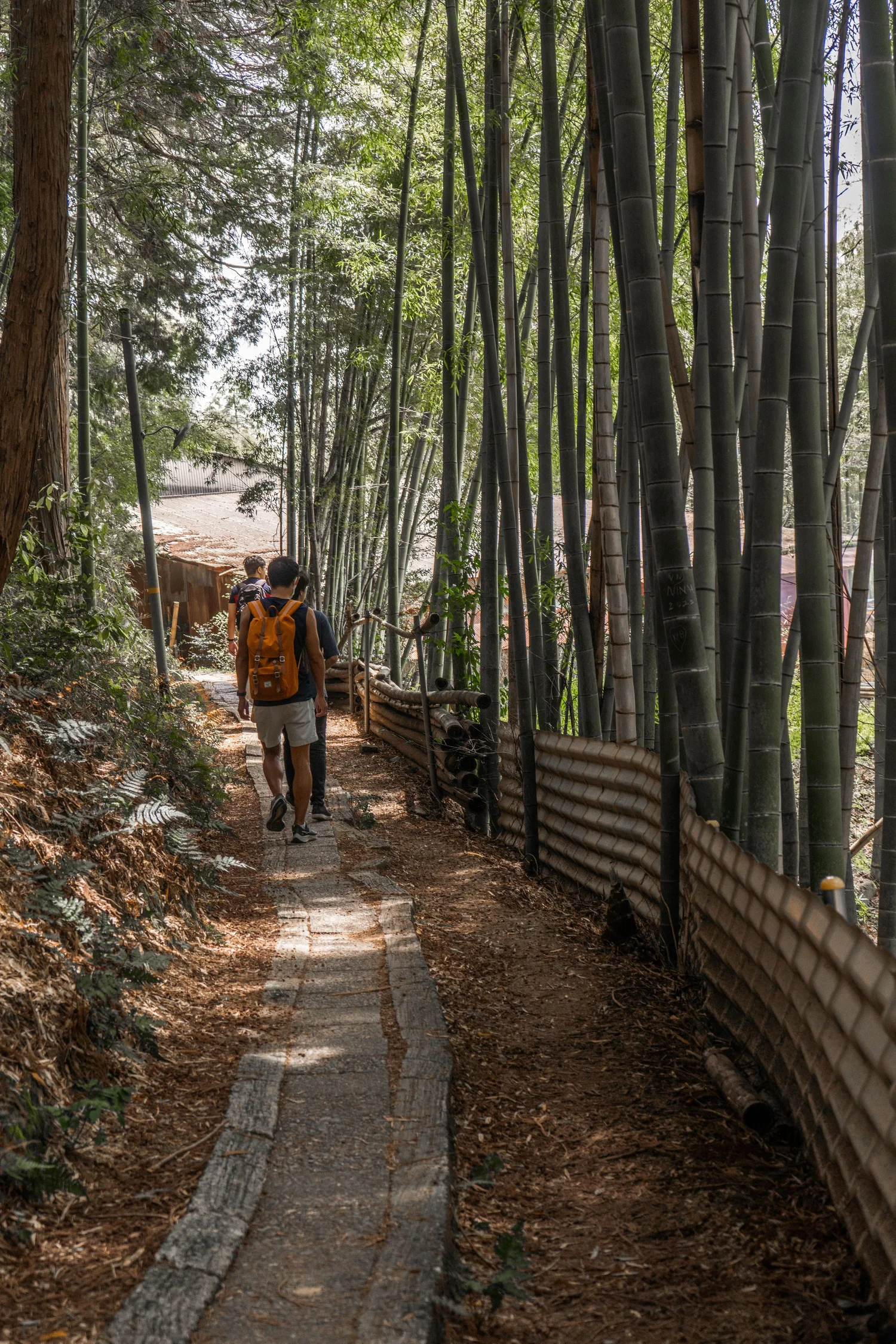 The “Secret” Bamboo Trail at Fushimi Inari Taisha: A Tourist-Free ...