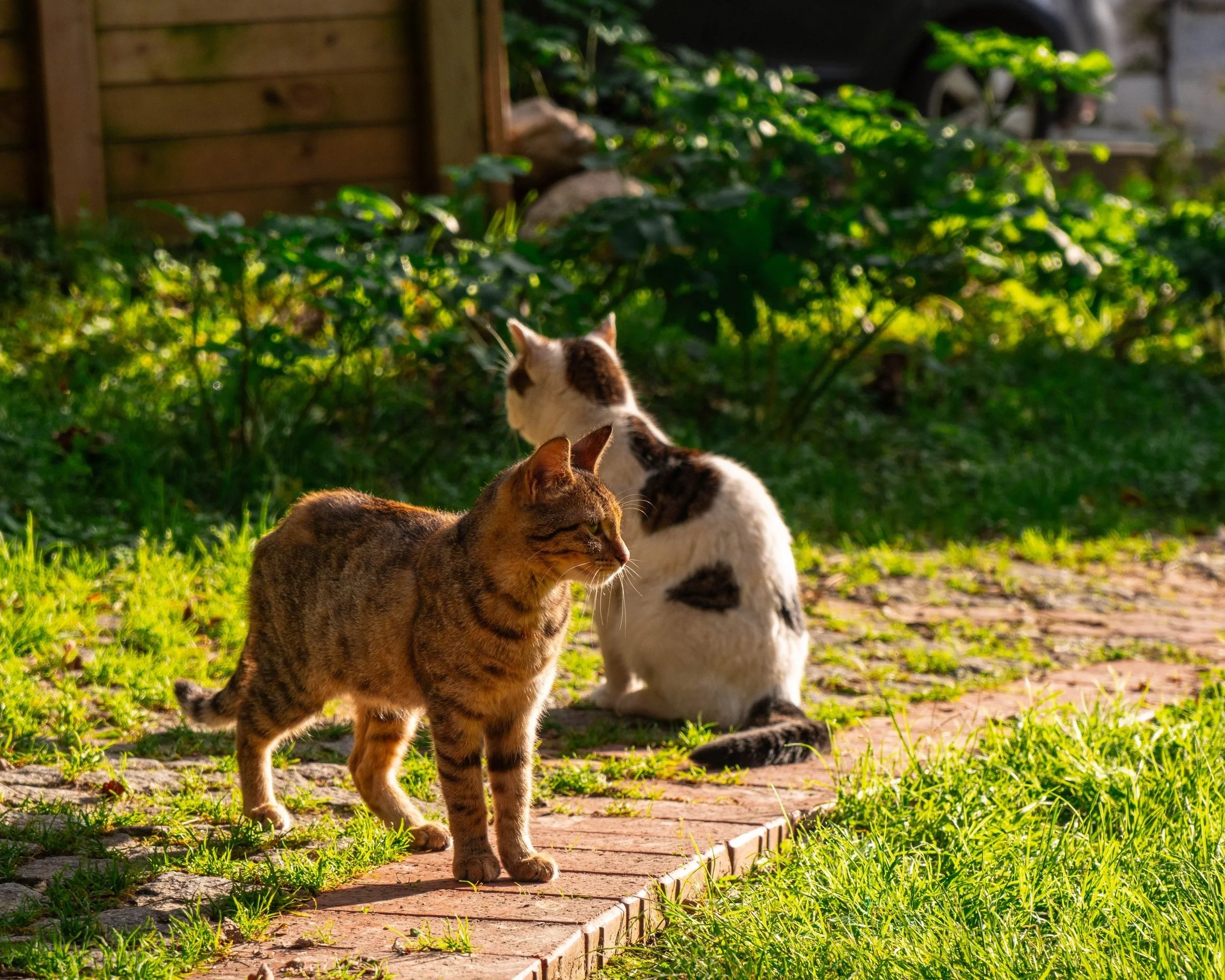 Exploring Istanbul: The City of Cats — siberian_reinhardt
