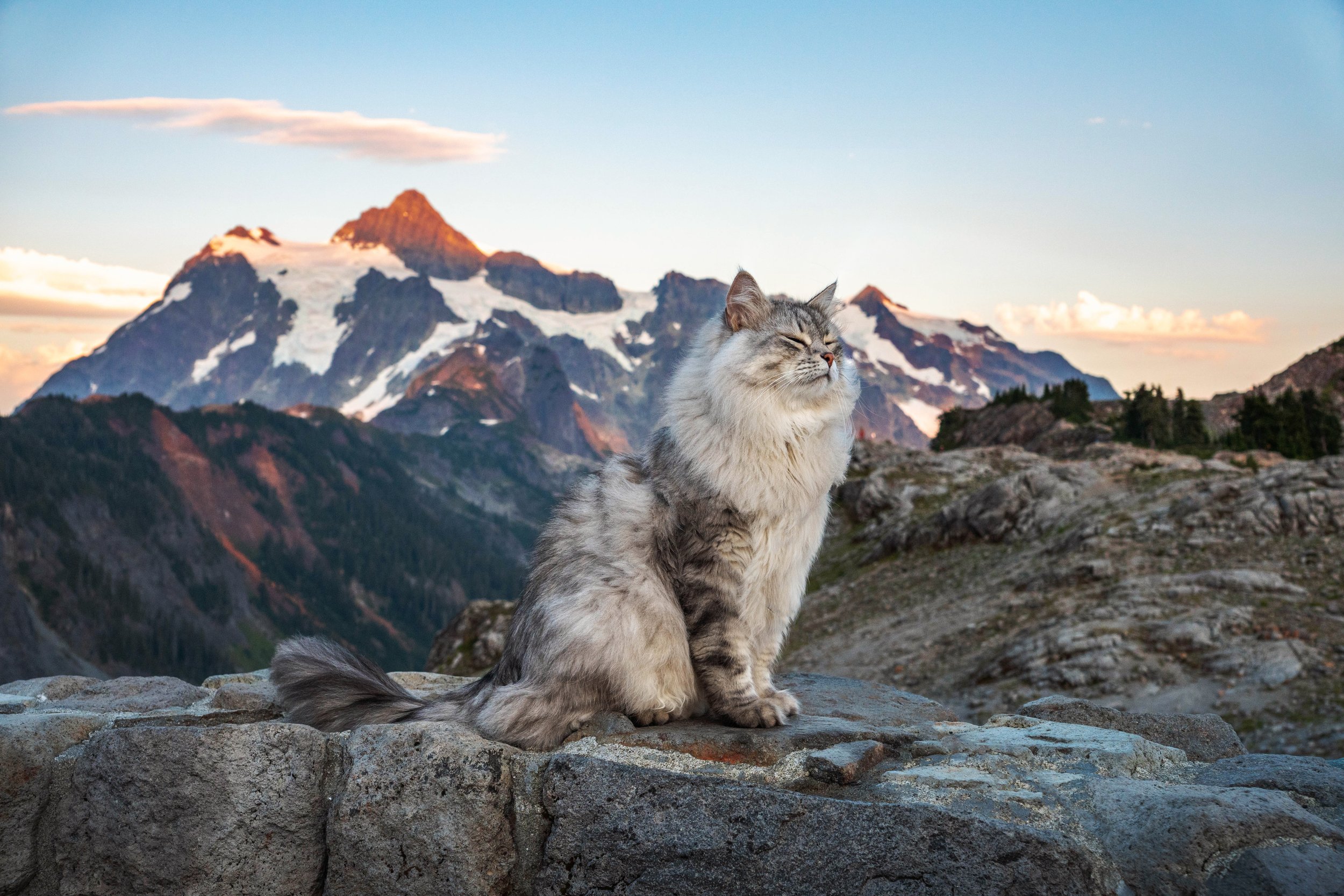 Canadian Pet Travel: Getting Approval from the CFIA — siberian_reinhardt