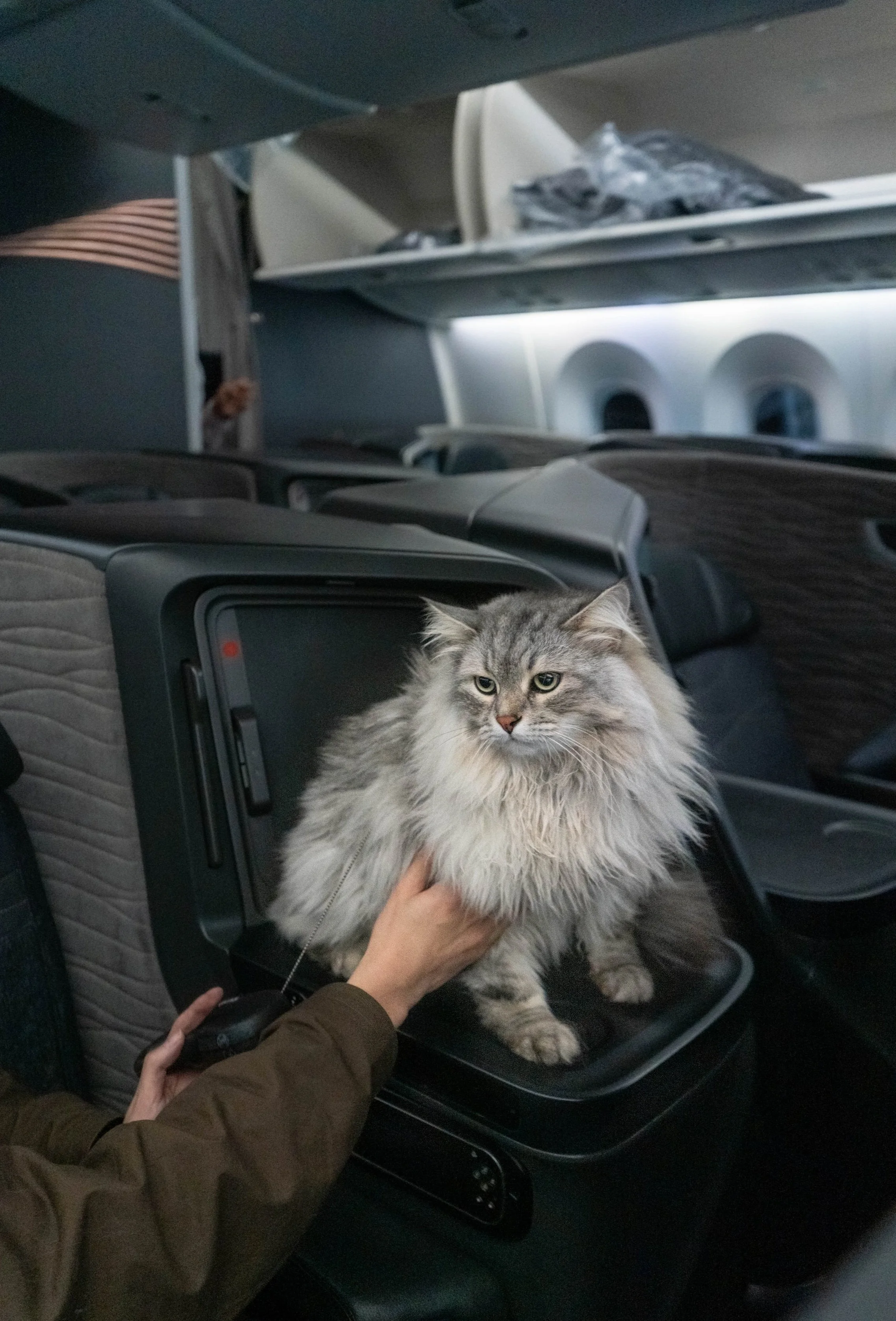 Flying with a Cat on Turkish Airlines: A Truly Pet-Friendly Experience ...
