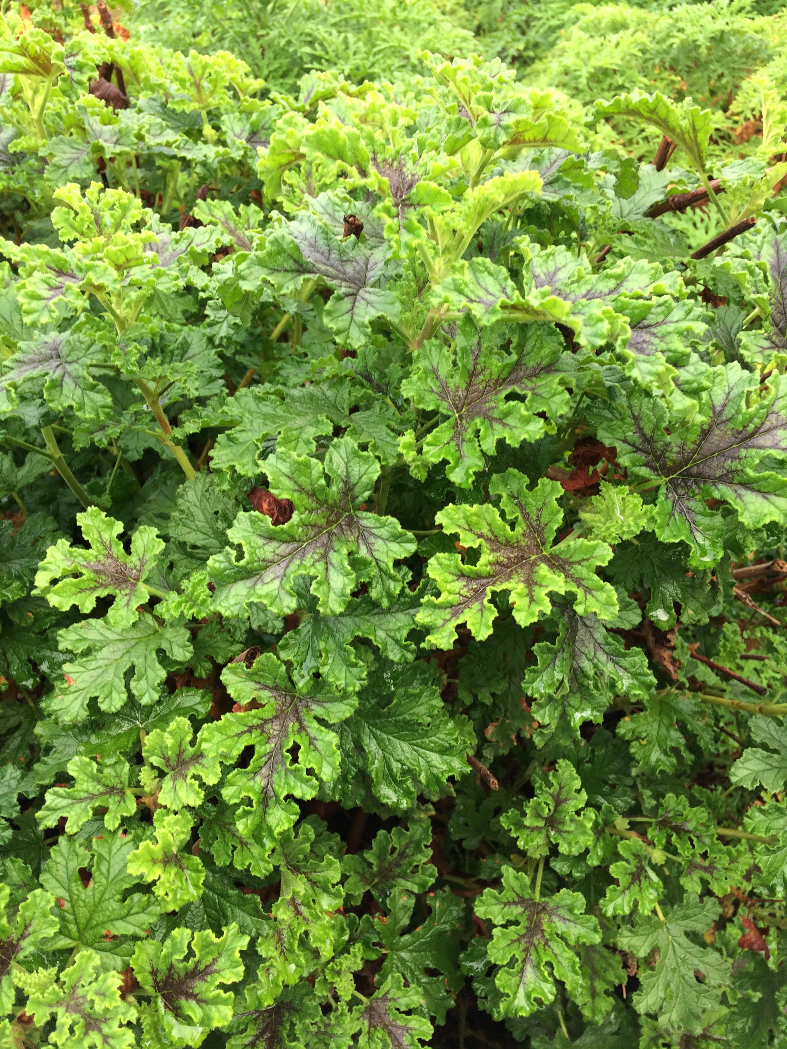 Scented Geranium — Shamrock Plants