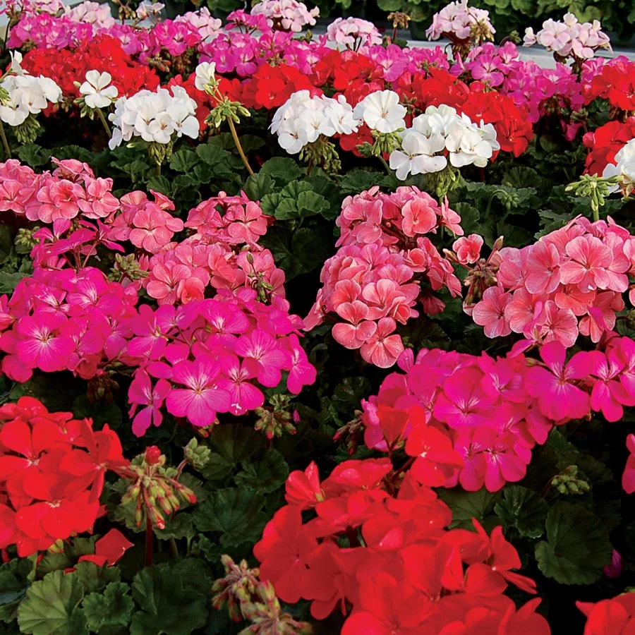 Geranium Calliope — Shamrock Plants