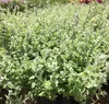 Helichrysum Silver Mist — Shamrock Plants
