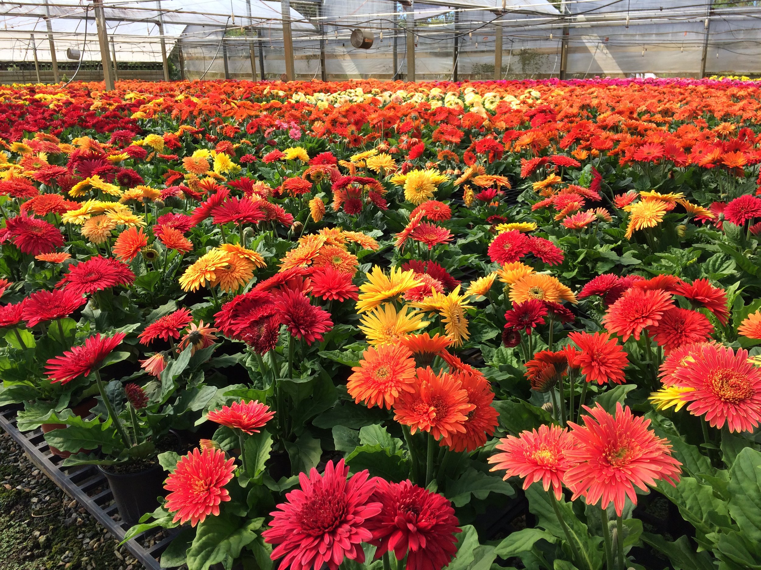 Gerbera — Shamrock Plants