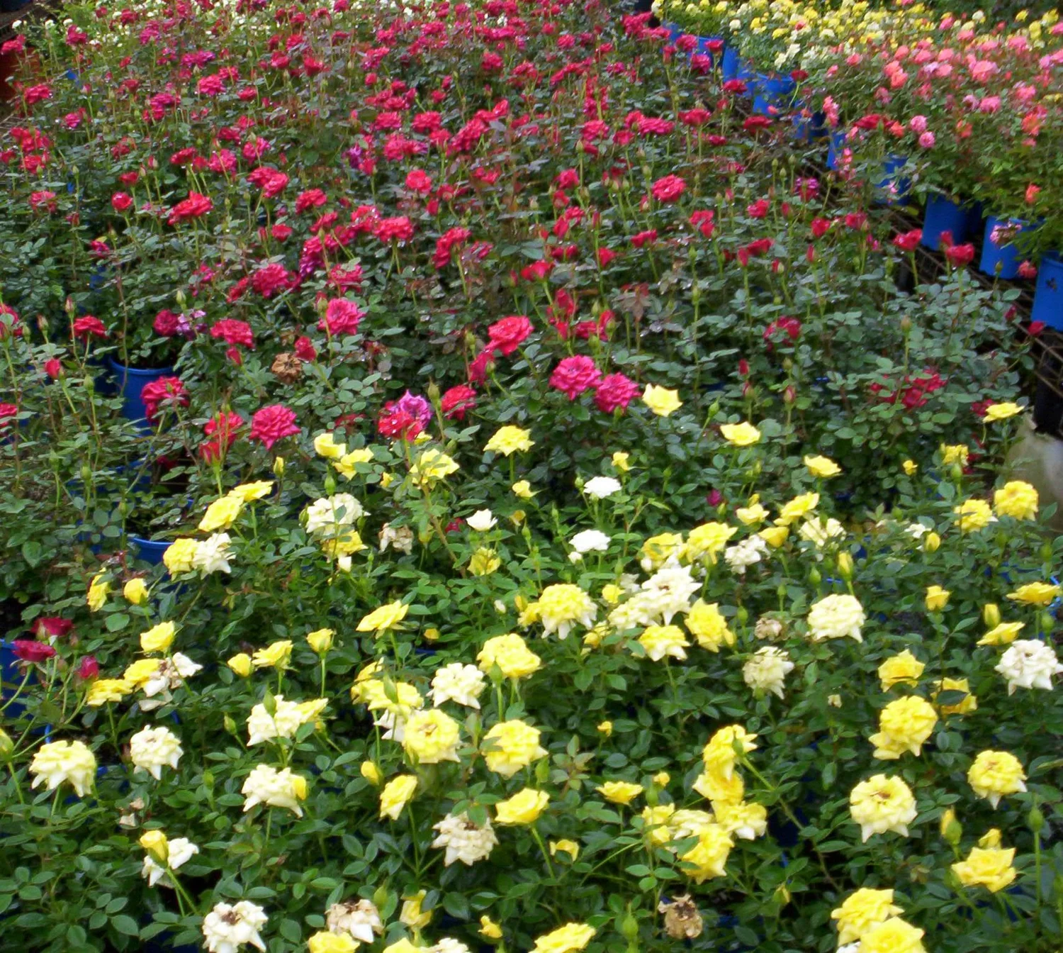 Mini Rose — Shamrock Plants