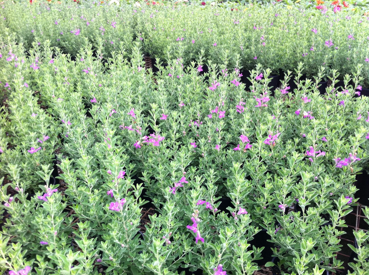 Lavender Lights — Shamrock Plants