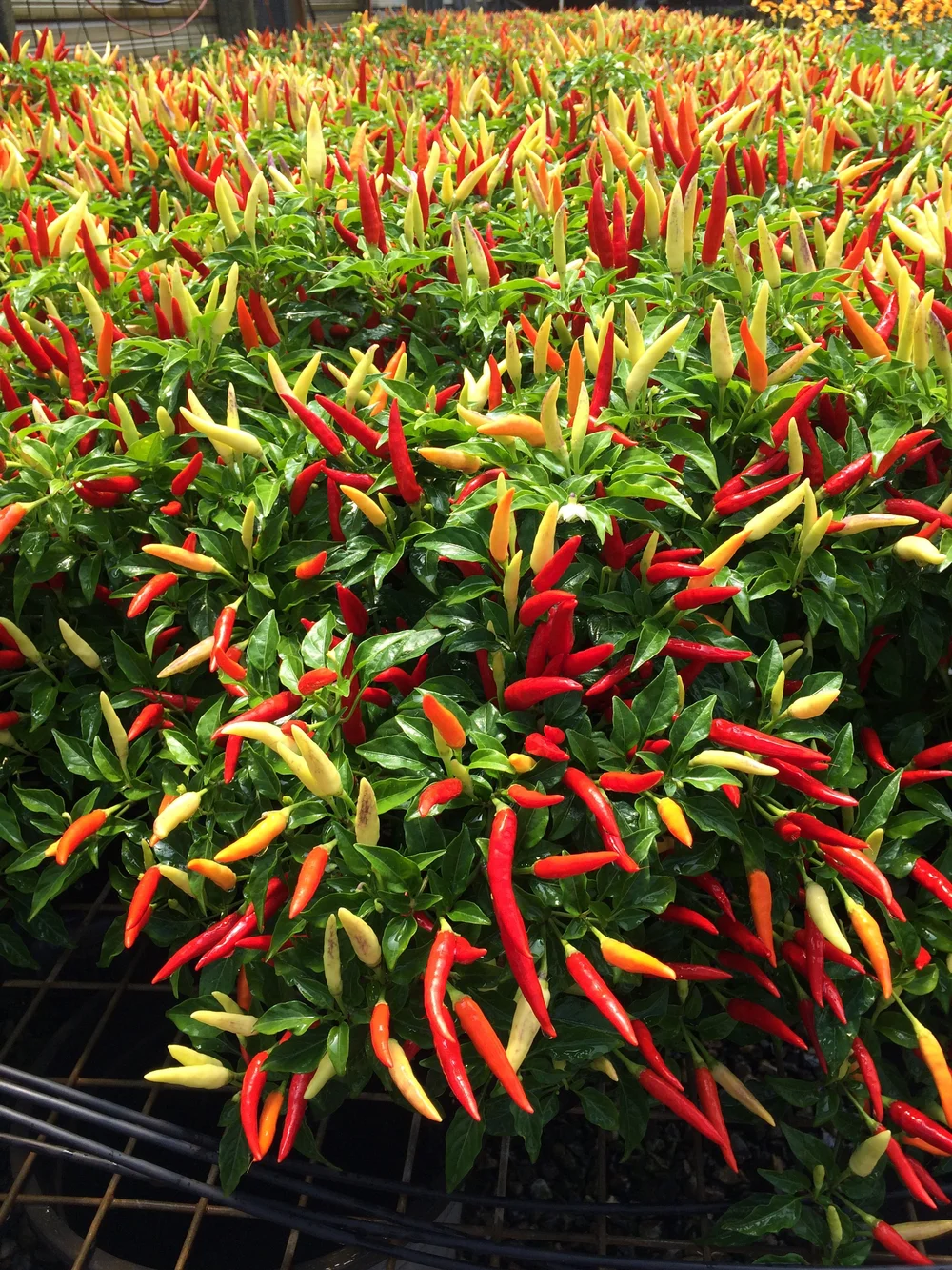 Ornamental Chilies — Shamrock Plants