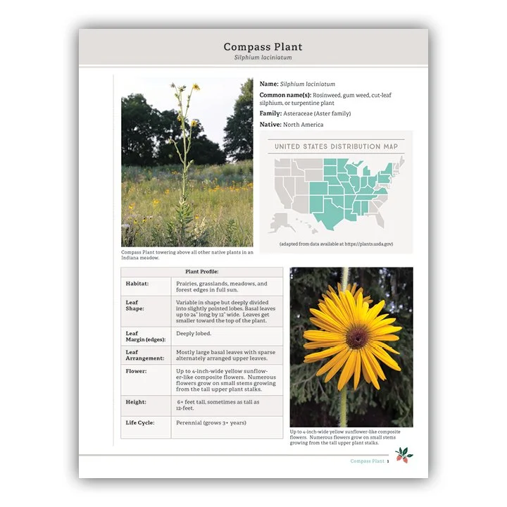 Wild Edible Plant Identification Sheet Sets — Creek Stewart