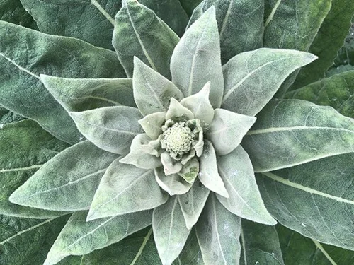 How to Identify Mullein & Make Mullein Tea - Your Natural Defense ...
