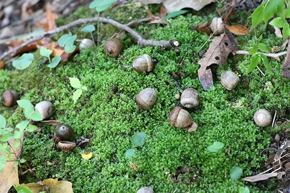 How to Harvest, Process, and Preapred Acorns for Food — Creek Stewart