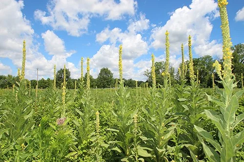 How to Identify Mullein & Make Mullein Tea - Your Natural Defense ...
