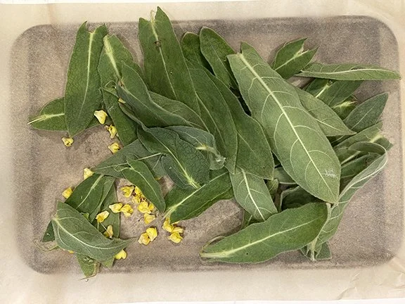 How to Identify Mullein & Make Mullein Tea - Your Natural Defense ...