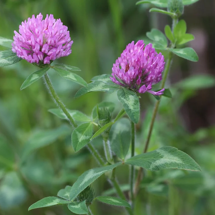 Is Red Clover Edible? How to identify, harvest, and eat Red Clover ...