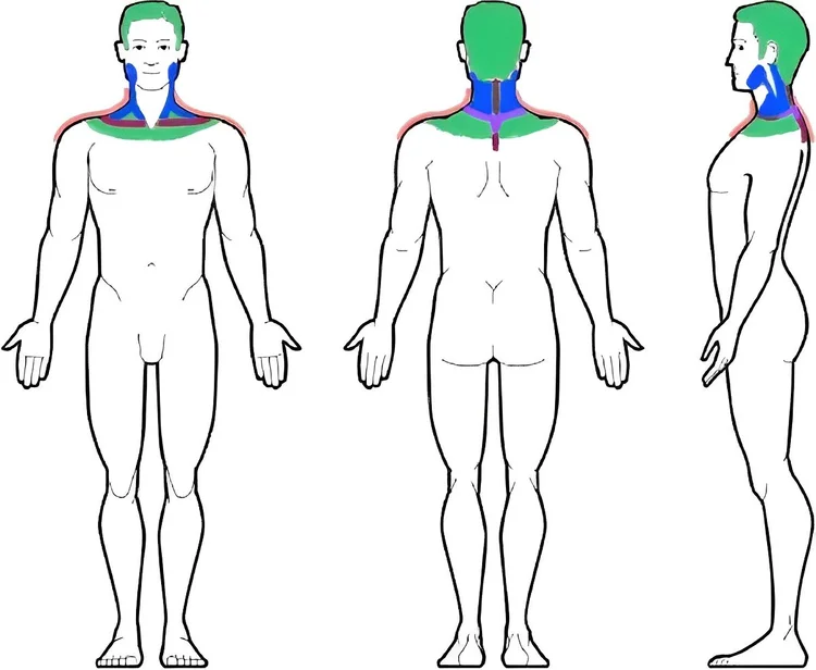 First Rib Release | Vertical Mechanics