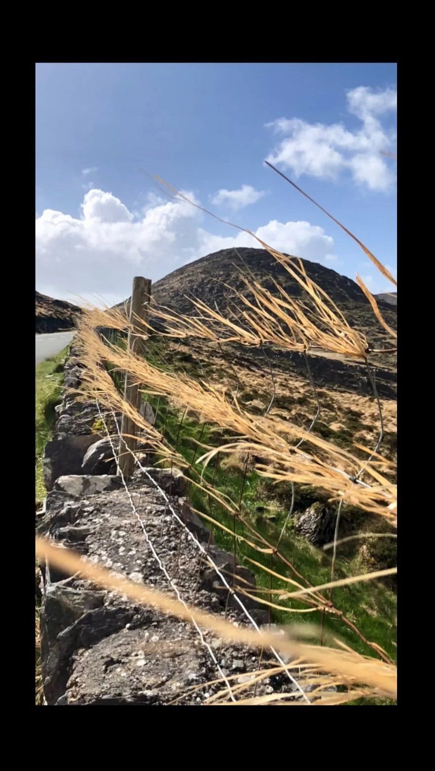 Atlantic Irish Seaweed